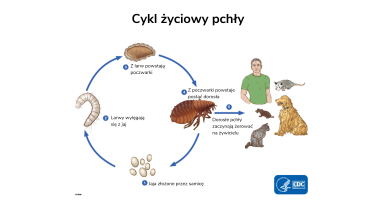 Pchły u psa i kota - co musisz o nich wiedzieć? - PetsLover